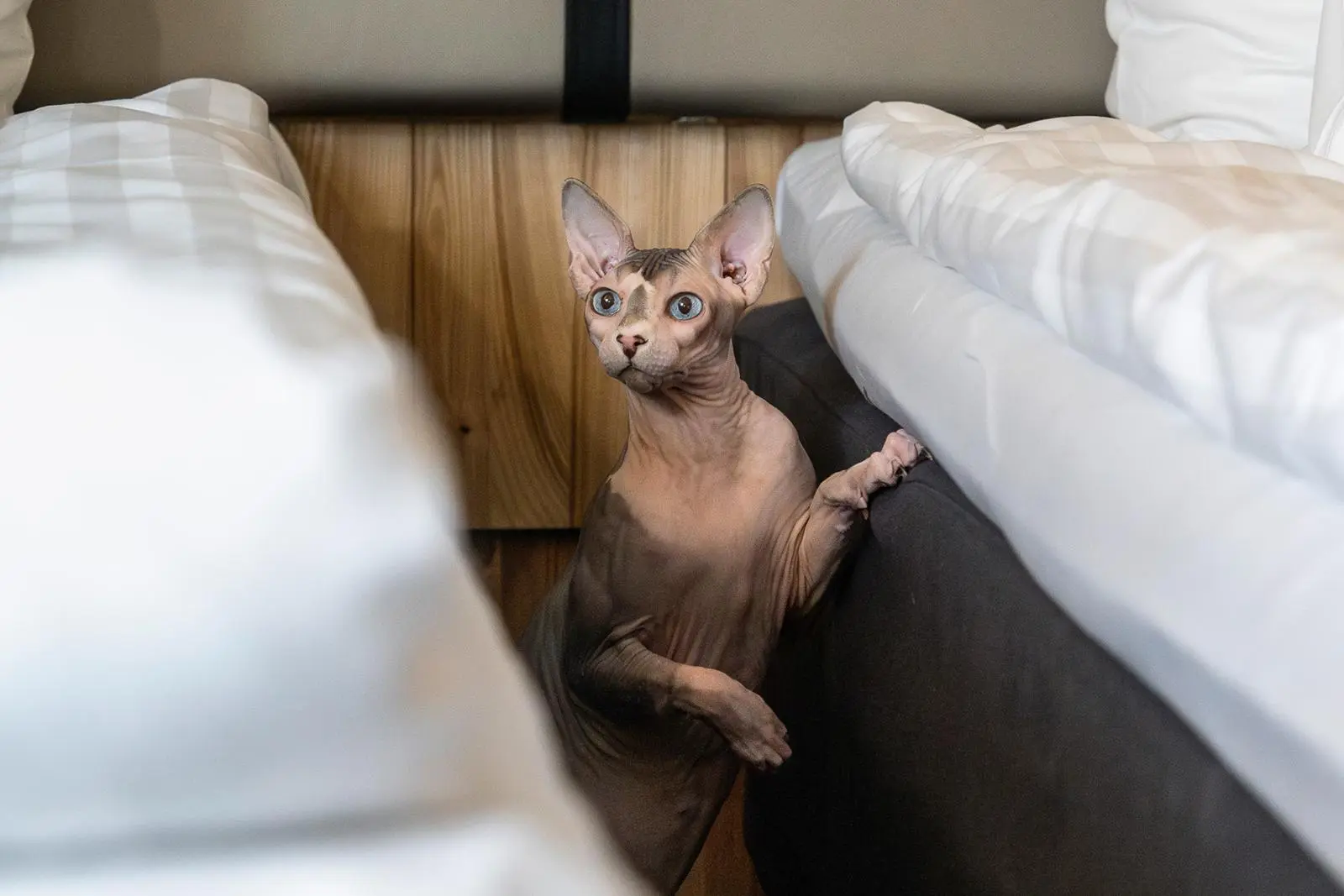 "Mikäs tämä on?" Karvaton kaunotar herätti huomiota hotellissa | Yhteishyvä