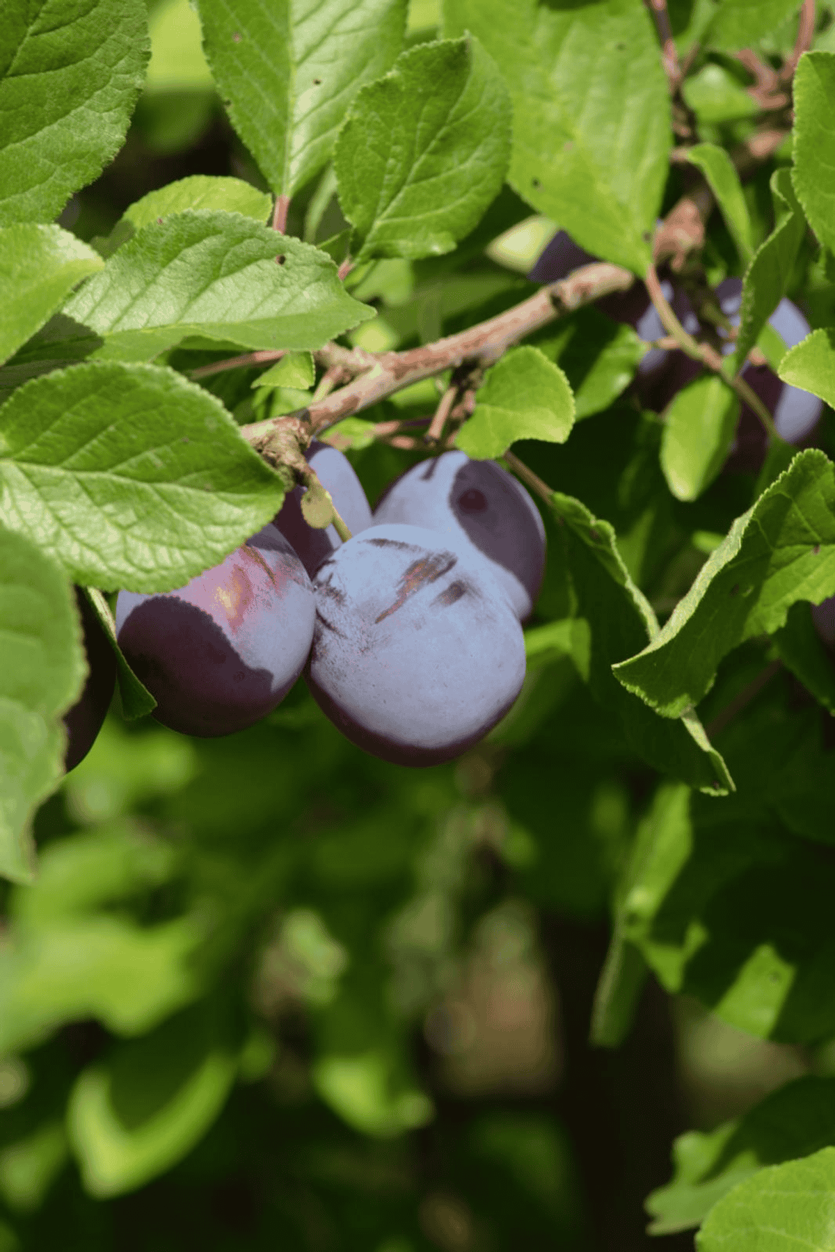Luumupuu 'Vaarin Siniluumu' FinE astiataimi 7,5 l Prunus domestica ...