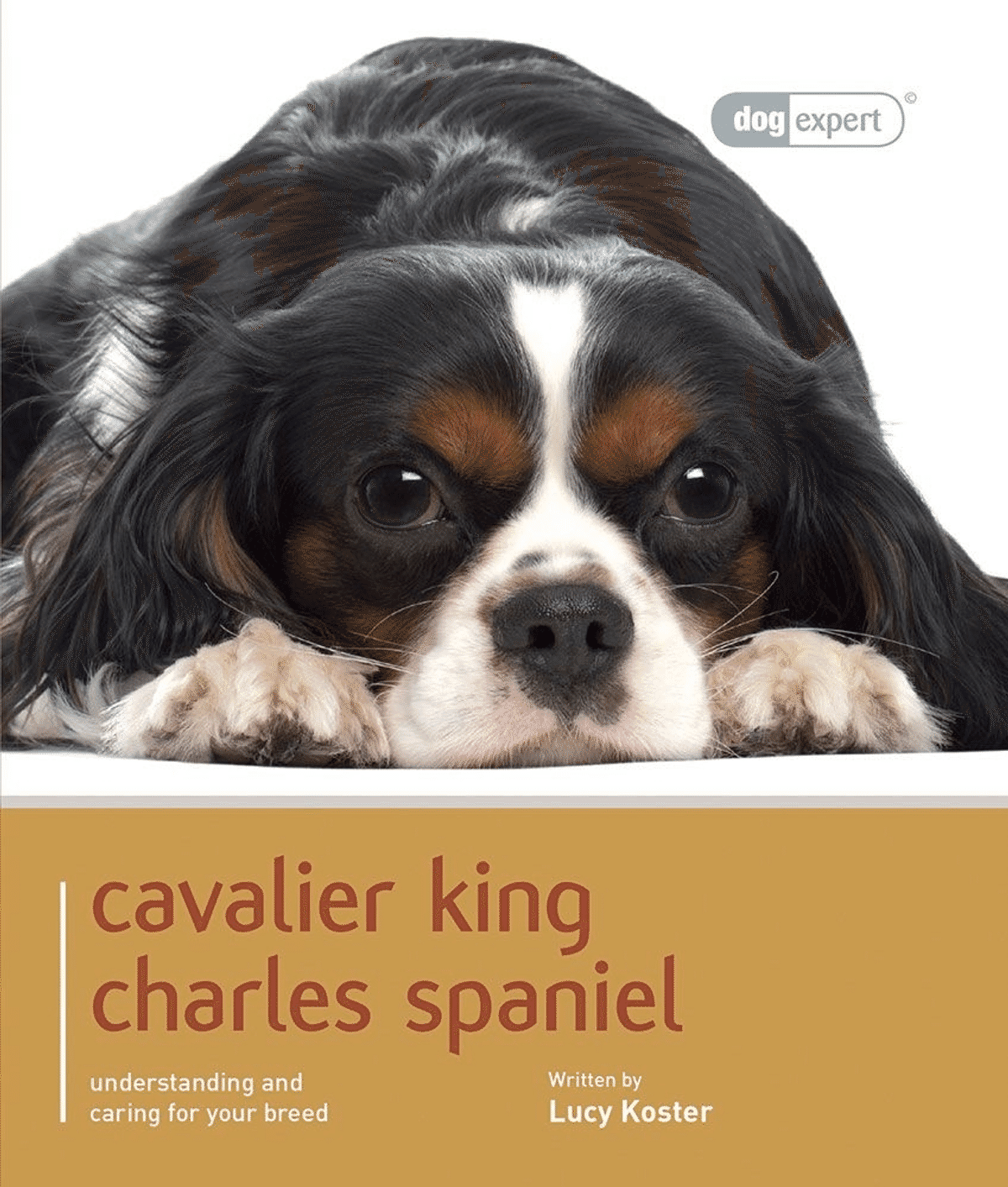 Koster, Cavalier King Charles Spaniel - Understanding and caring for ...