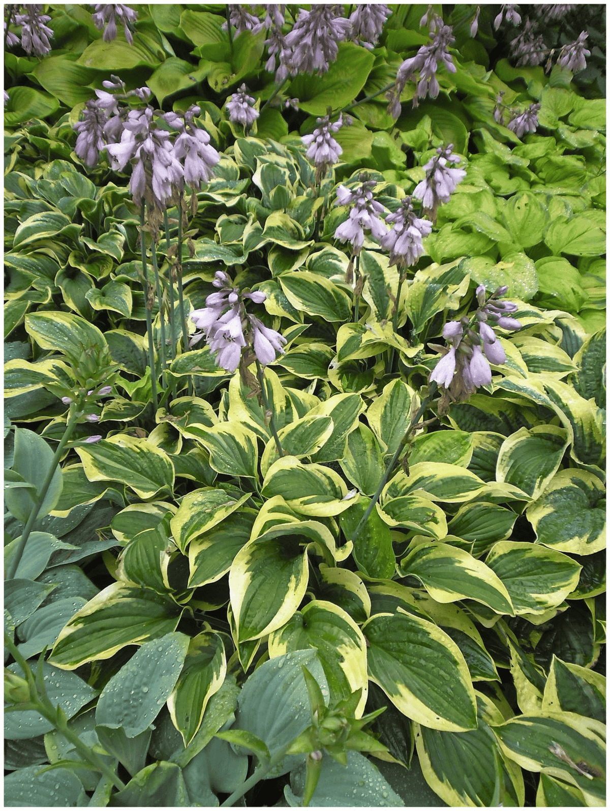 Jalokuunlilja 'Pilgrim' Hosta | Prisma.fi-verkkokauppa