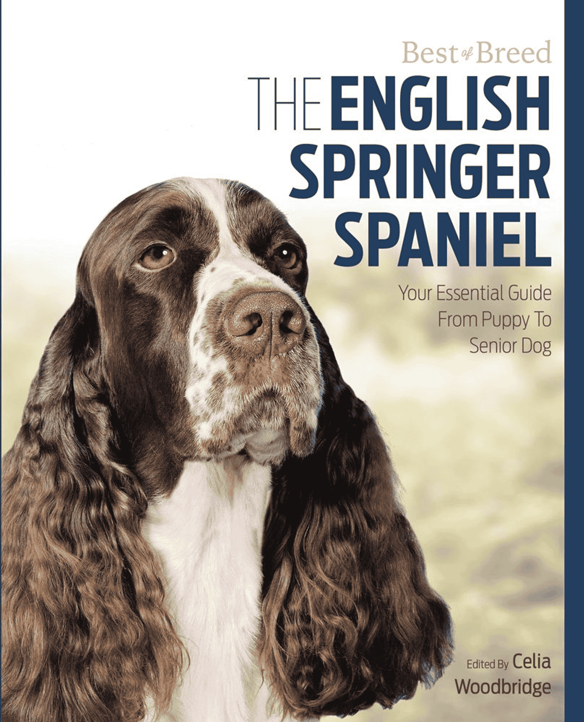 Woodbridge, The English Springer Spaniel - Your Essential Guide From ...