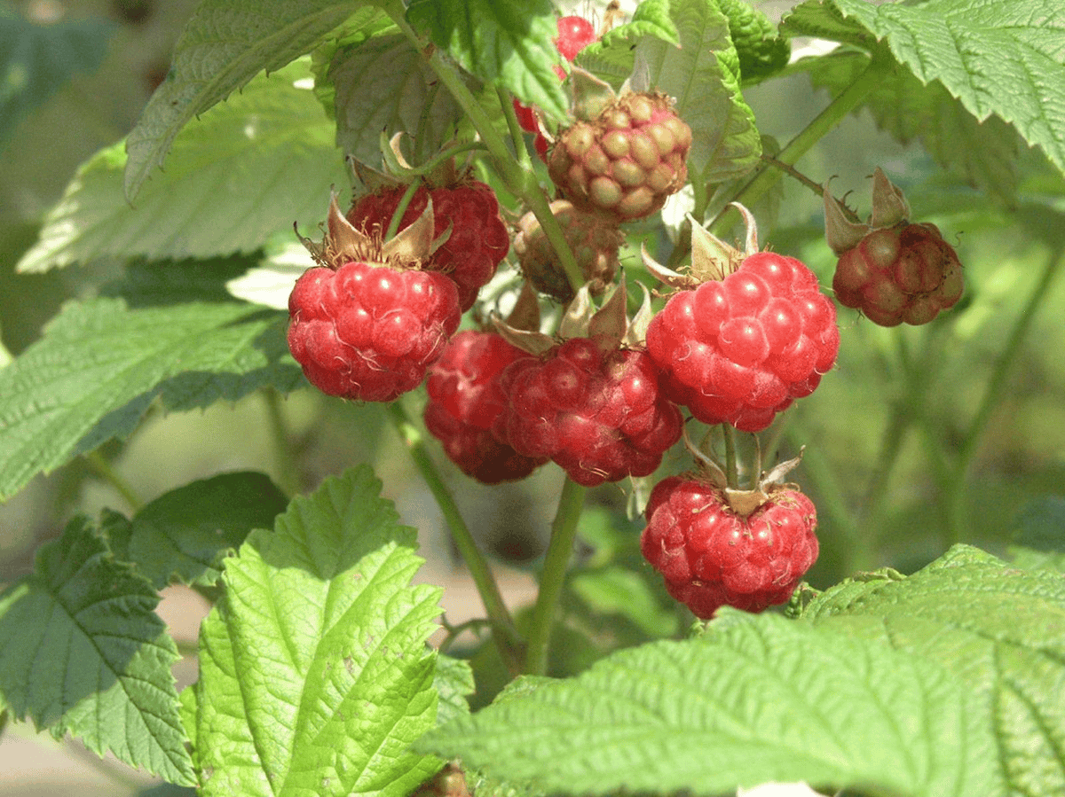Mesivadelma 'Heisa' astiataimi 2 l Rubus x binatus 'Heisa' | Prisma.fi ...