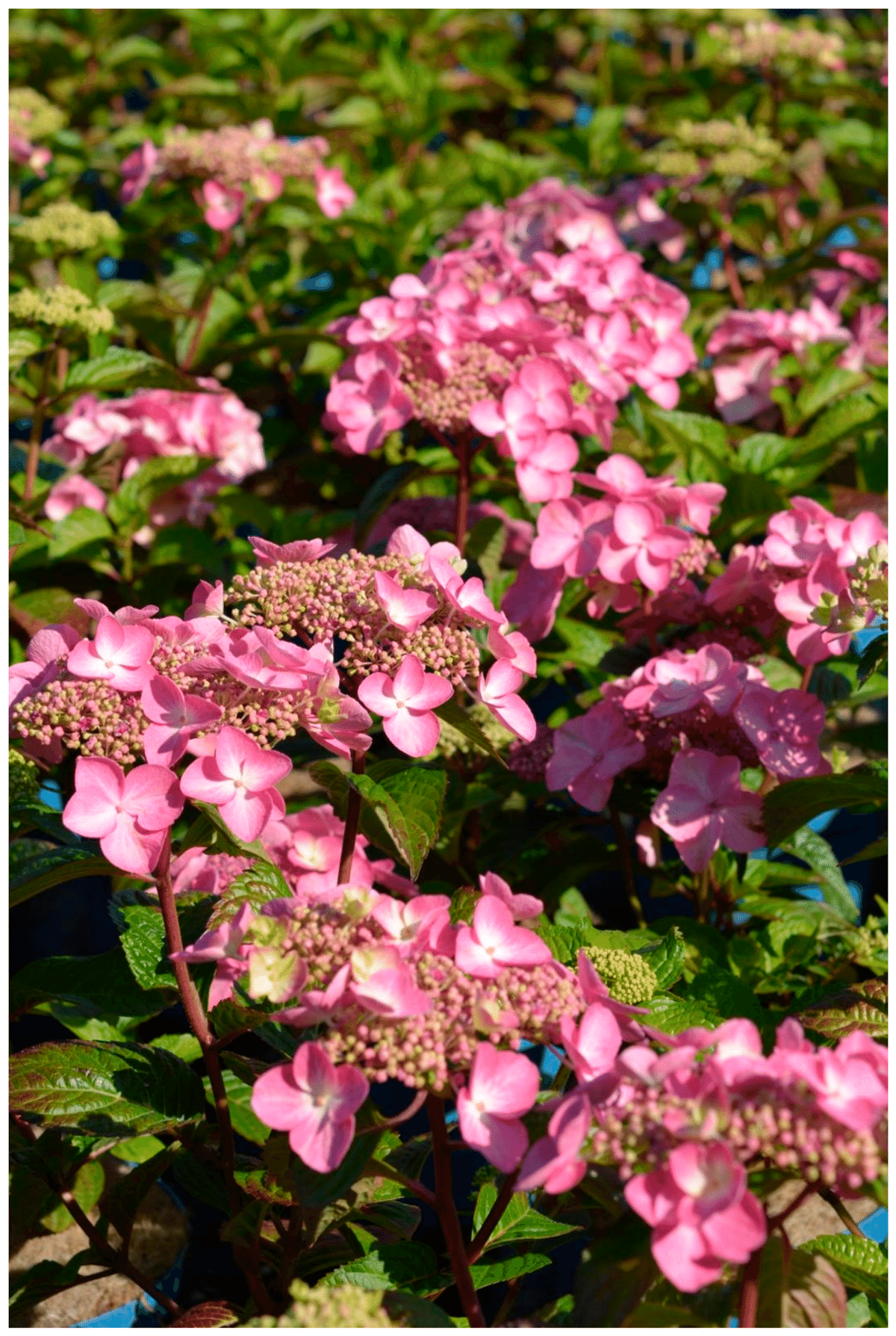Jalohortensia Pop Star® 3 l astiataimi Hydrangea macrophylla ...