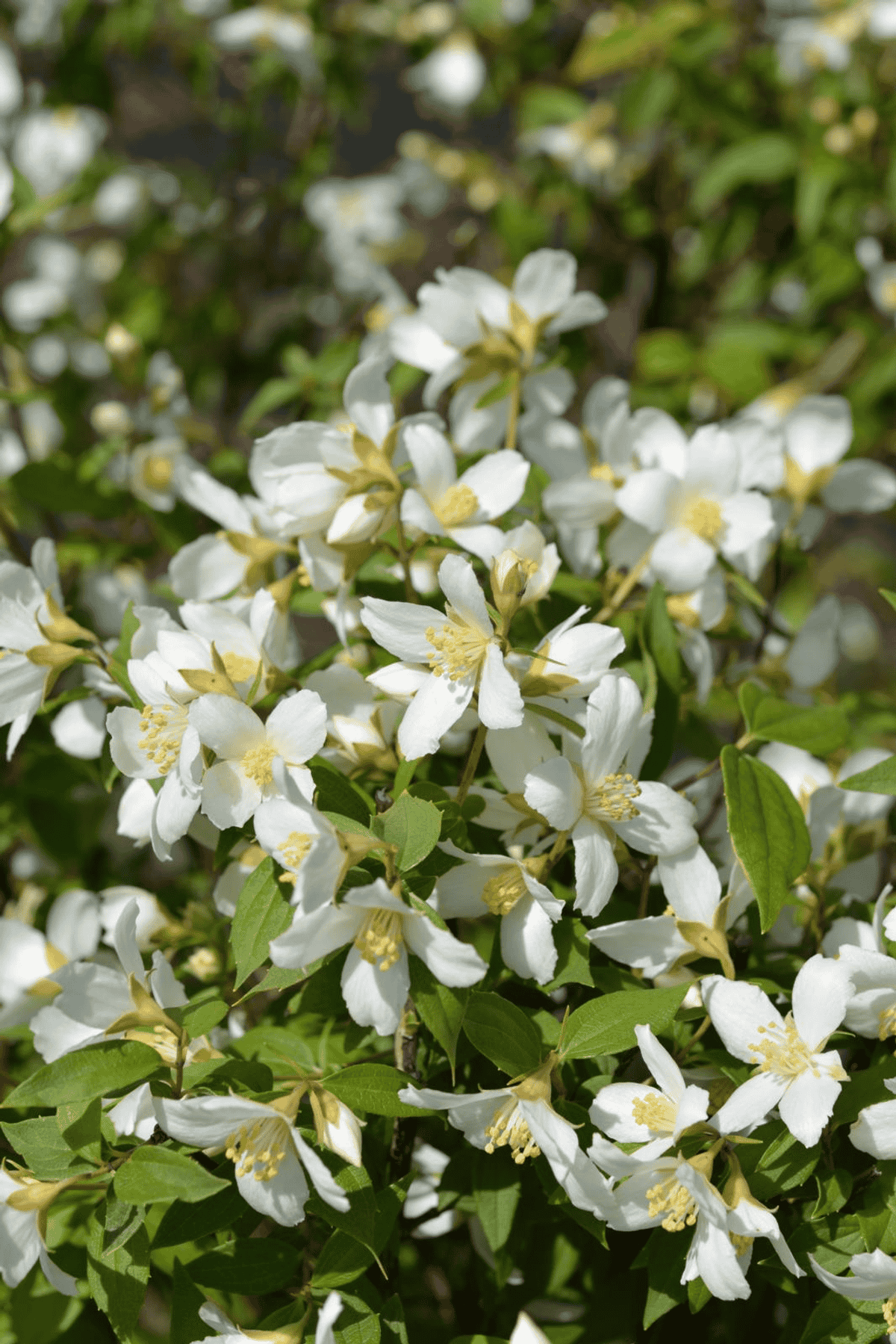 Pikkujasmike astiataimi 3l ruukussa | Prisma.fi-verkkokauppa