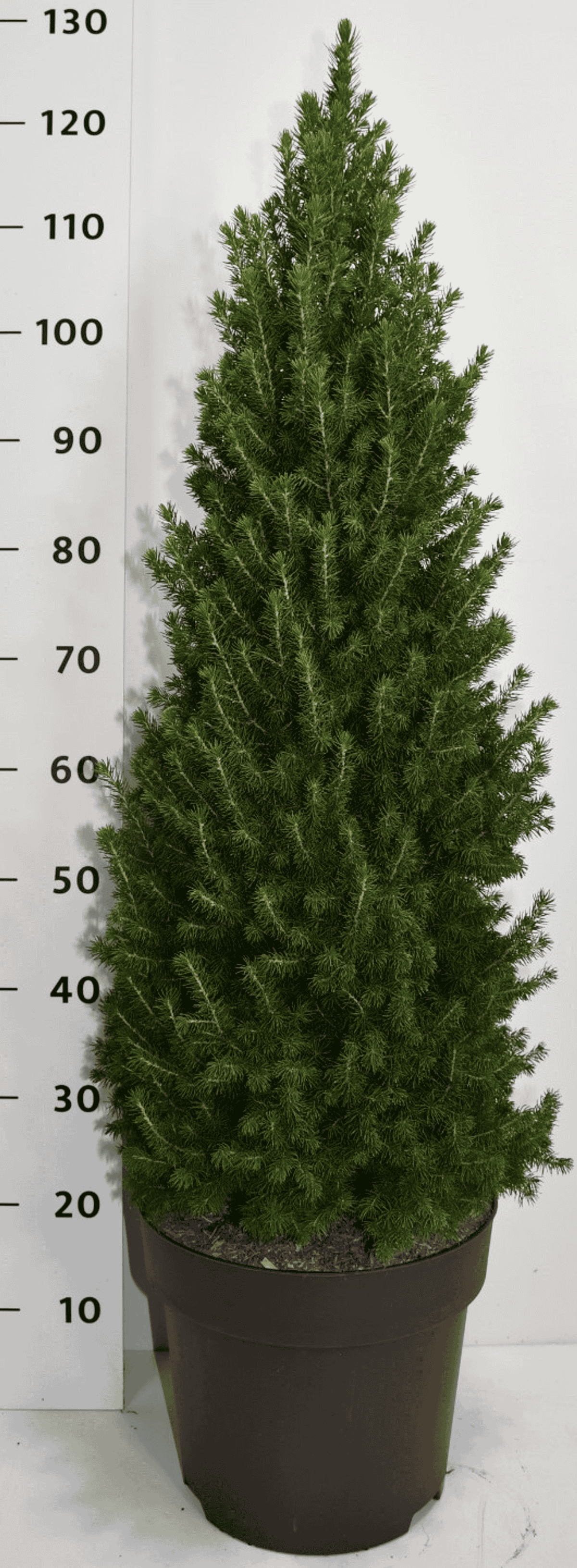 Kartiovalkokuusi 'Conica' 80-90 cm astiataimi 12 l ruukku Picea glauca 'Conica' | Prisma.fi ...
