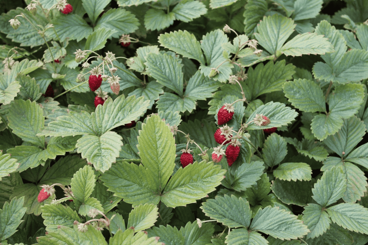 Ahomansikka Fragaria vesca | Prisma.fi-verkkokauppa