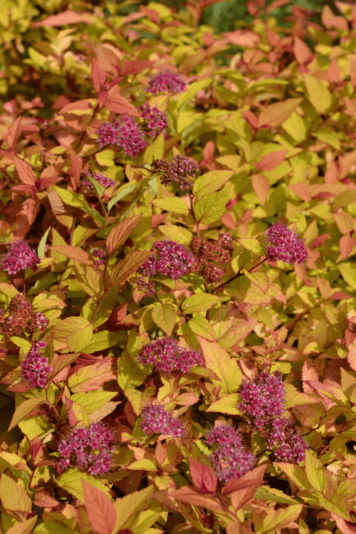 Keltajapaninangervo 'Firelight' 2 l Spiraea japonica 'Firelight ...