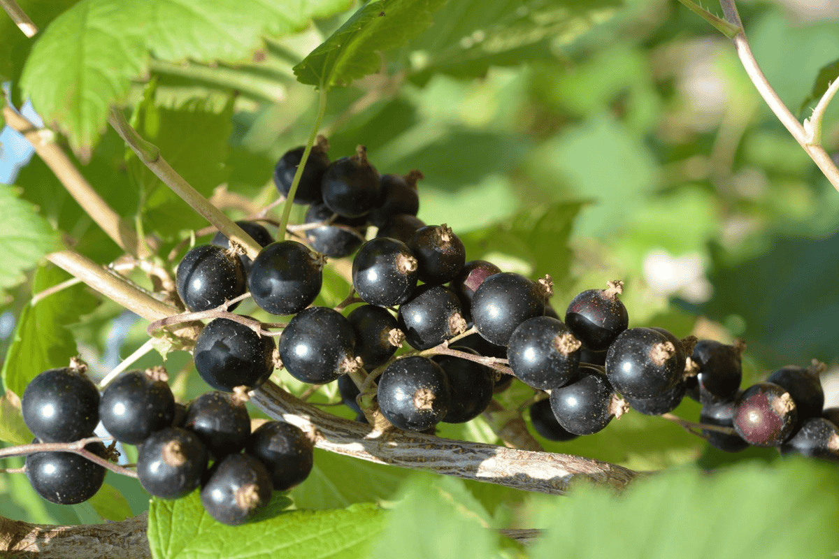 Mustaherukka 'Marski' 2 l astiassa | Prisma.fi-verkkokauppa