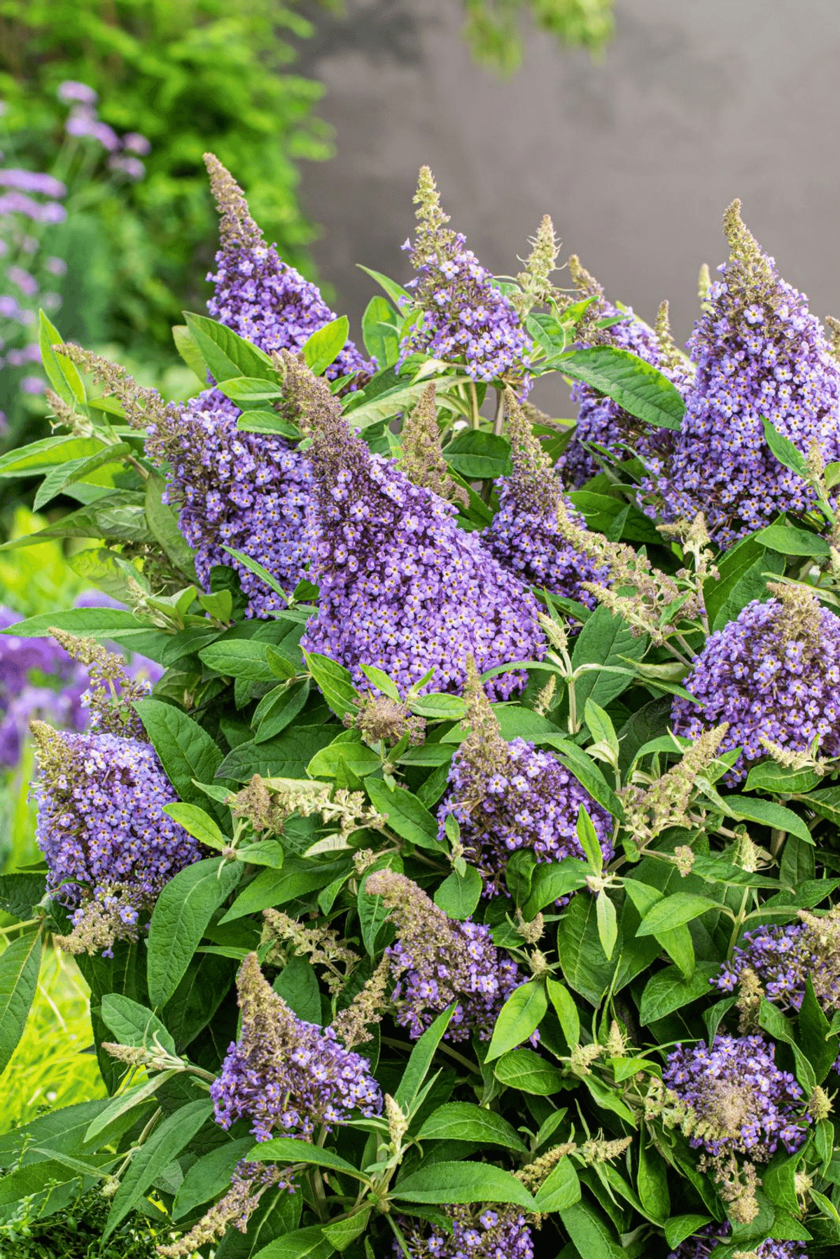 Syyssyrikka Butterfly Candy 'Lila Sweetheart' 2 l astiataimi Buddleja ...