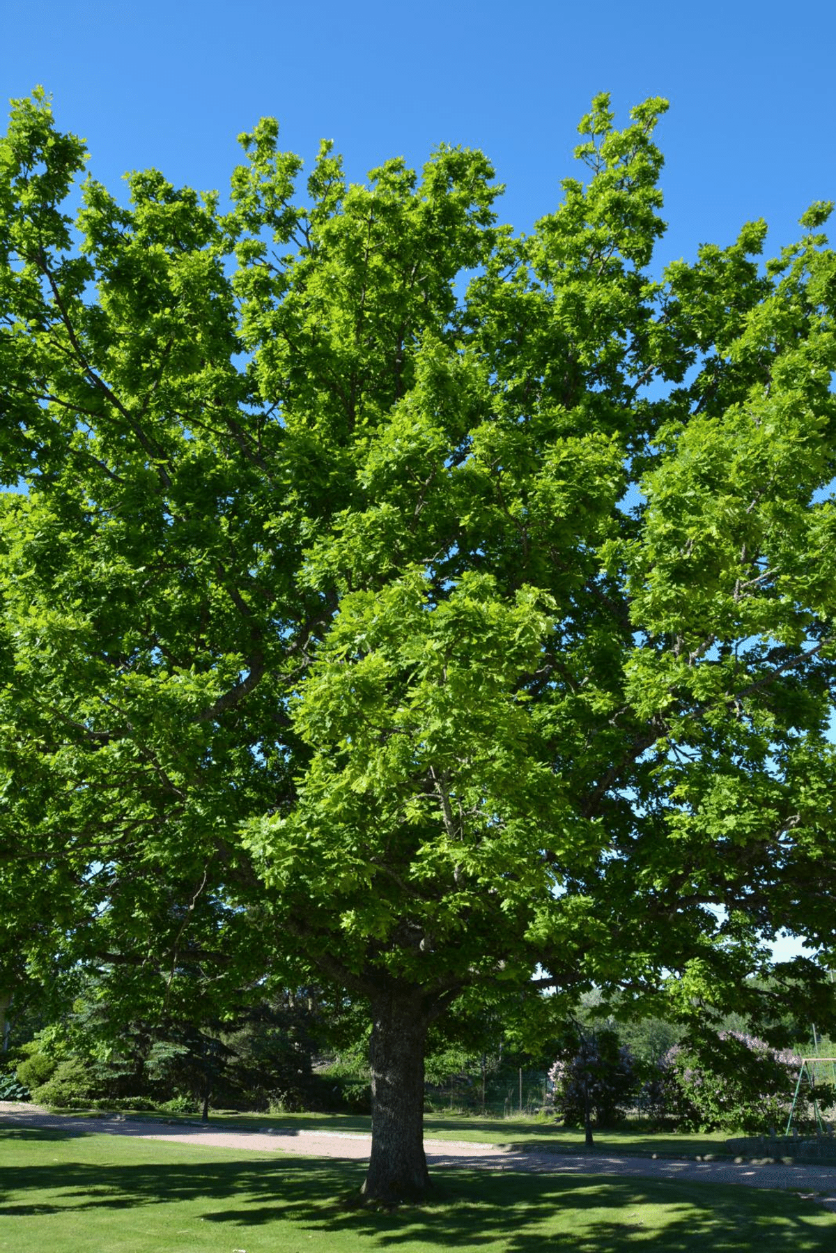 Tryffeli-tammi 80-100 cm astiataimi Quercus robur + Tuber | Prisma.fi ...