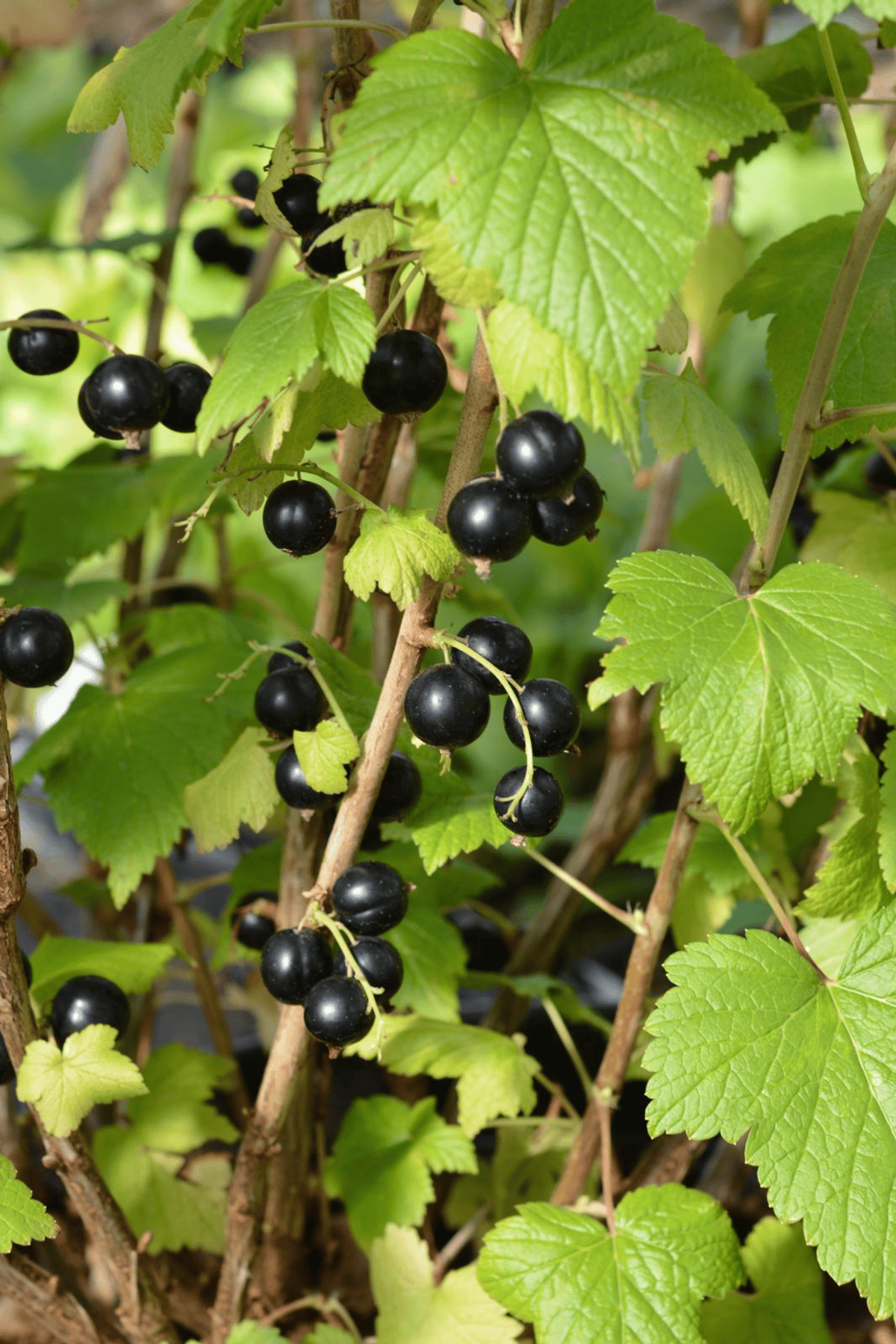 Mustaherukka 'Big Ben' astiataimi 3l ruukussa | Prisma verkkokauppa