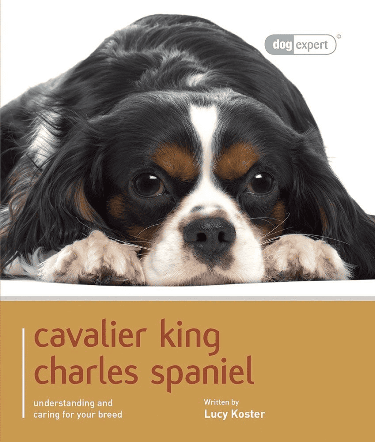 Koster, Cavalier King Charles Spaniel - Understanding and caring for ...
