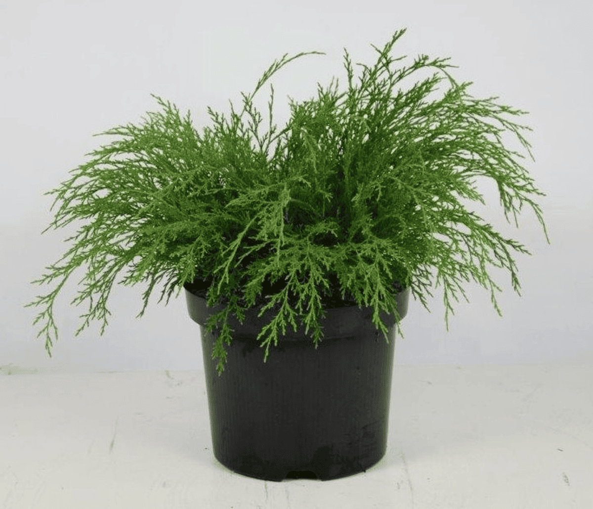 Tuivio 30-40 cm astiataimi 5 l ruukussa | Prisma verkkokauppa