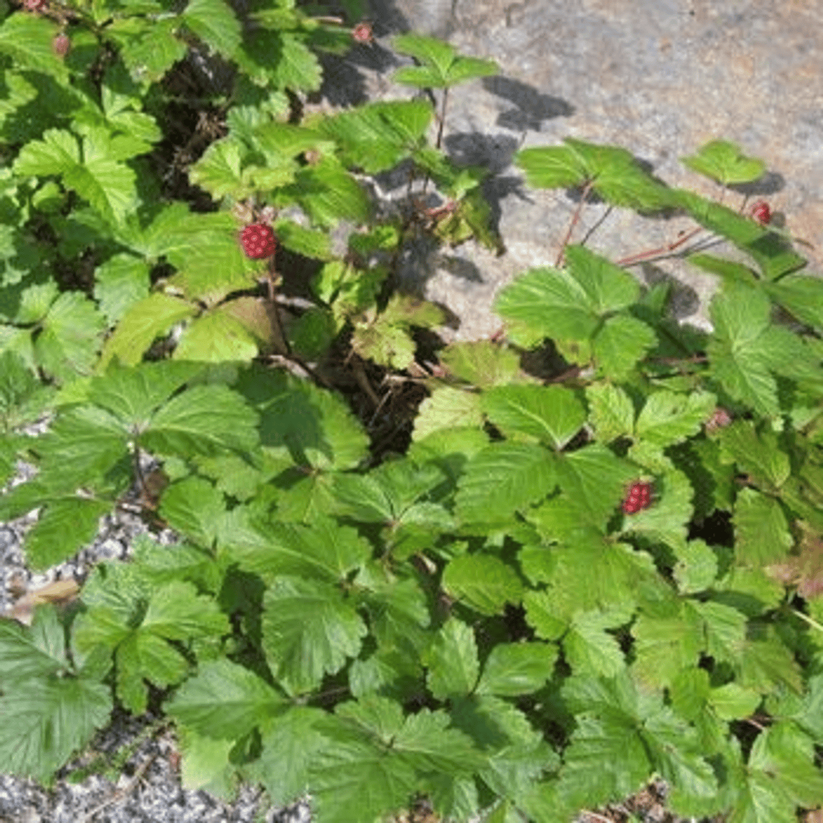 Mesimarja Susanna ja Pima | Prisma verkkokauppa