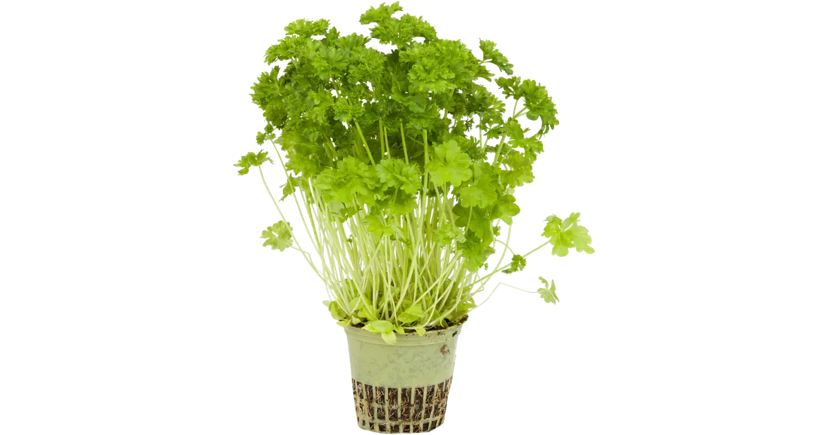 Lehtosen Puutarha Ruukkupersilja | S-kaupat ruoan verkkokauppa