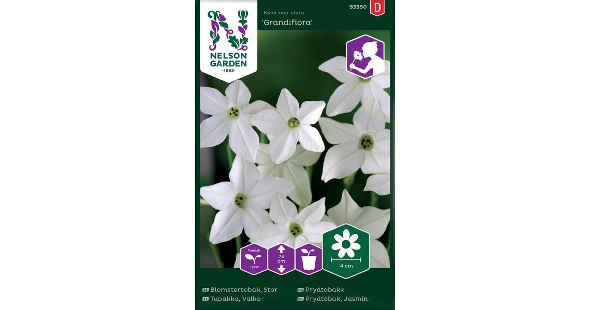 93350 tubakas grandiflora | Prisma | alati odavad hinnad, telli kaup ...