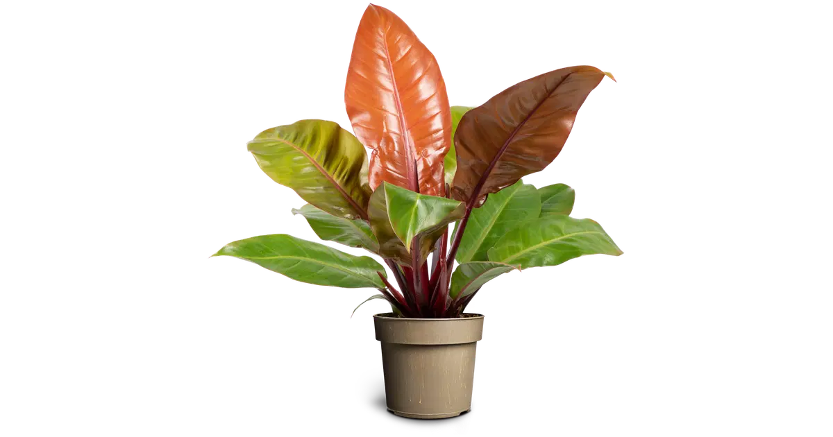 Philodendron Princes of Orange | Prisma | alati odavad hinnad, telli ...