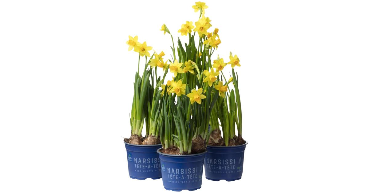 Kotimaista narsissi Tête-à-Tête rk 12cm | S-kaupat ruoan verkkokauppa