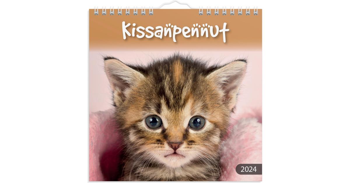 Burde seinäkalenteri 2024 Kissanpennut | S-kaupat ruoan verkkokauppa