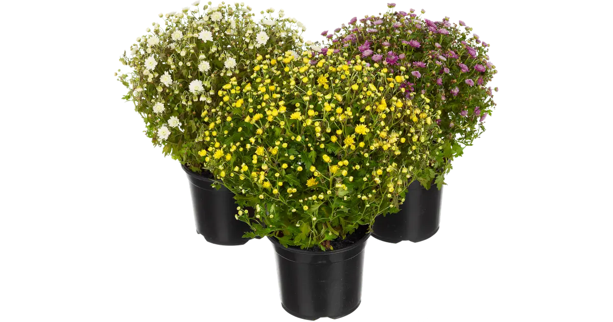 SUUR PALLKRÜSANTEEM 19CM | Prisma | alati odavad hinnad, telli kaup ...