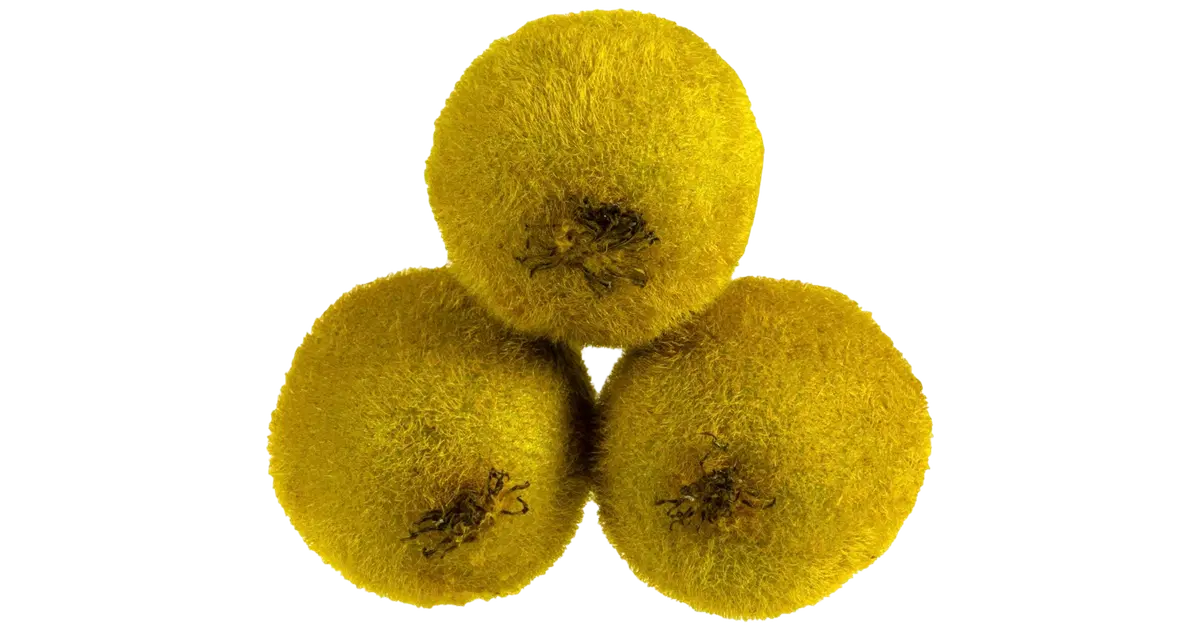 Kiivi mahe 500 g | Prisma | alati odavad hinnad, telli kaup otse koju