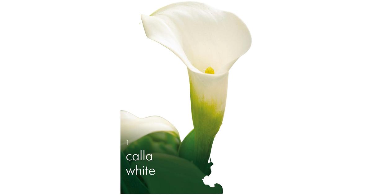 Kalla Valkoinen 1kpl | S-kaupat ruoan verkkokauppa