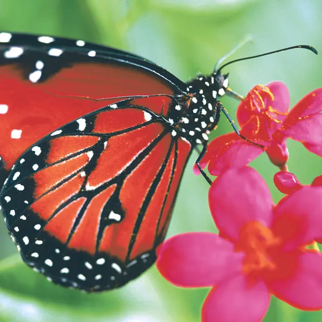PAPER + DESIGN lautasliina Spring Butterfly 33x33cm 3-krs 20kpl | Sokos ... PAPER + DESIGN lautasliina Spring Butterfly 33x33cm 3-krs 20kpl | Sokos ...