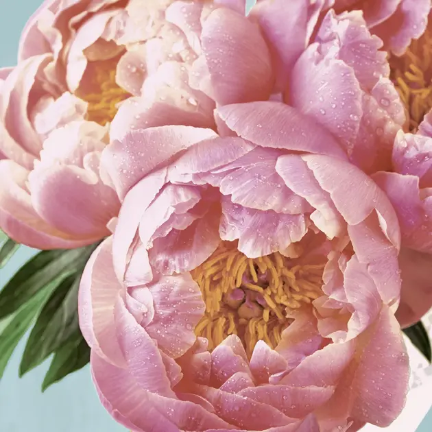 PAPER + DESIGN 20kpl 24x24cm 3-krs Pink Peony lautasliina | Sokos ... PAPER + DESIGN 20kpl 24x24cm 3-krs Pink Peony lautasliina | Sokos ...