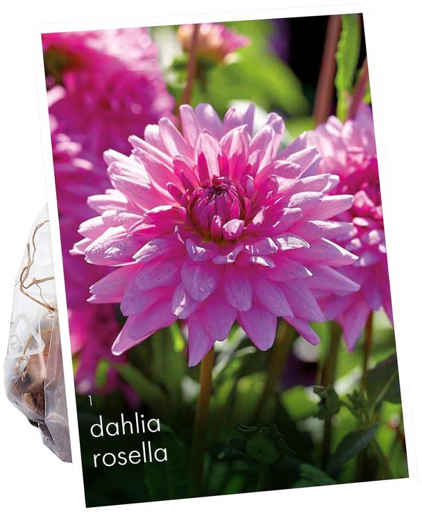 Daalia Rosella No.I 1kpl | S-kaupat ruoan verkkokauppa